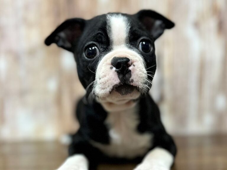 Pets N Pals | Puppies, Pet Supplies, & Much More