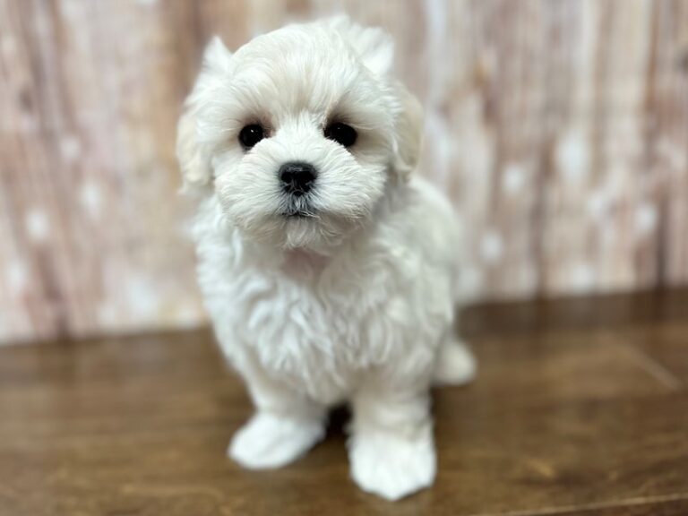 Pets N Pals | Puppies, Pet Supplies, & Much More
